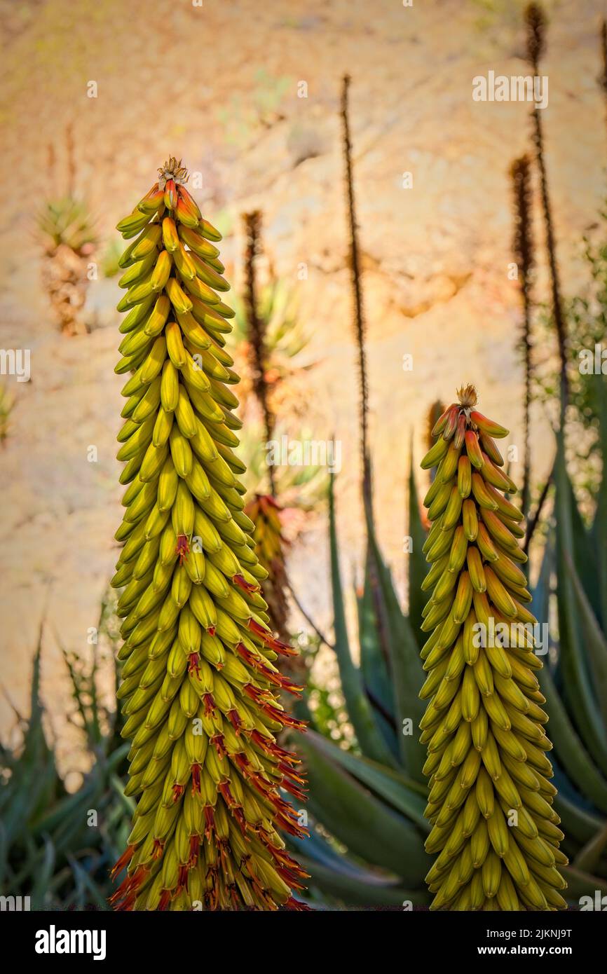 Yellow green aloe blooms in the fall Stock Photo - Alamy