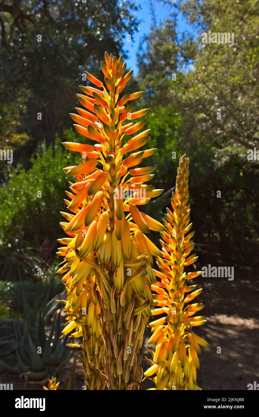 The tall bloom of an aloe plant showing vivid yellow and red Stock ...