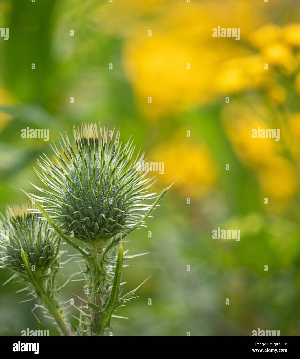 Abstract background green thistle hi-res stock photography and images ...