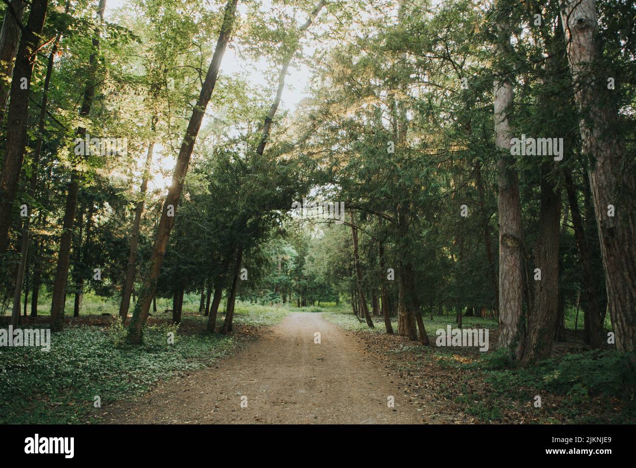 The long pathway through the green forest surrounded by high trees ...