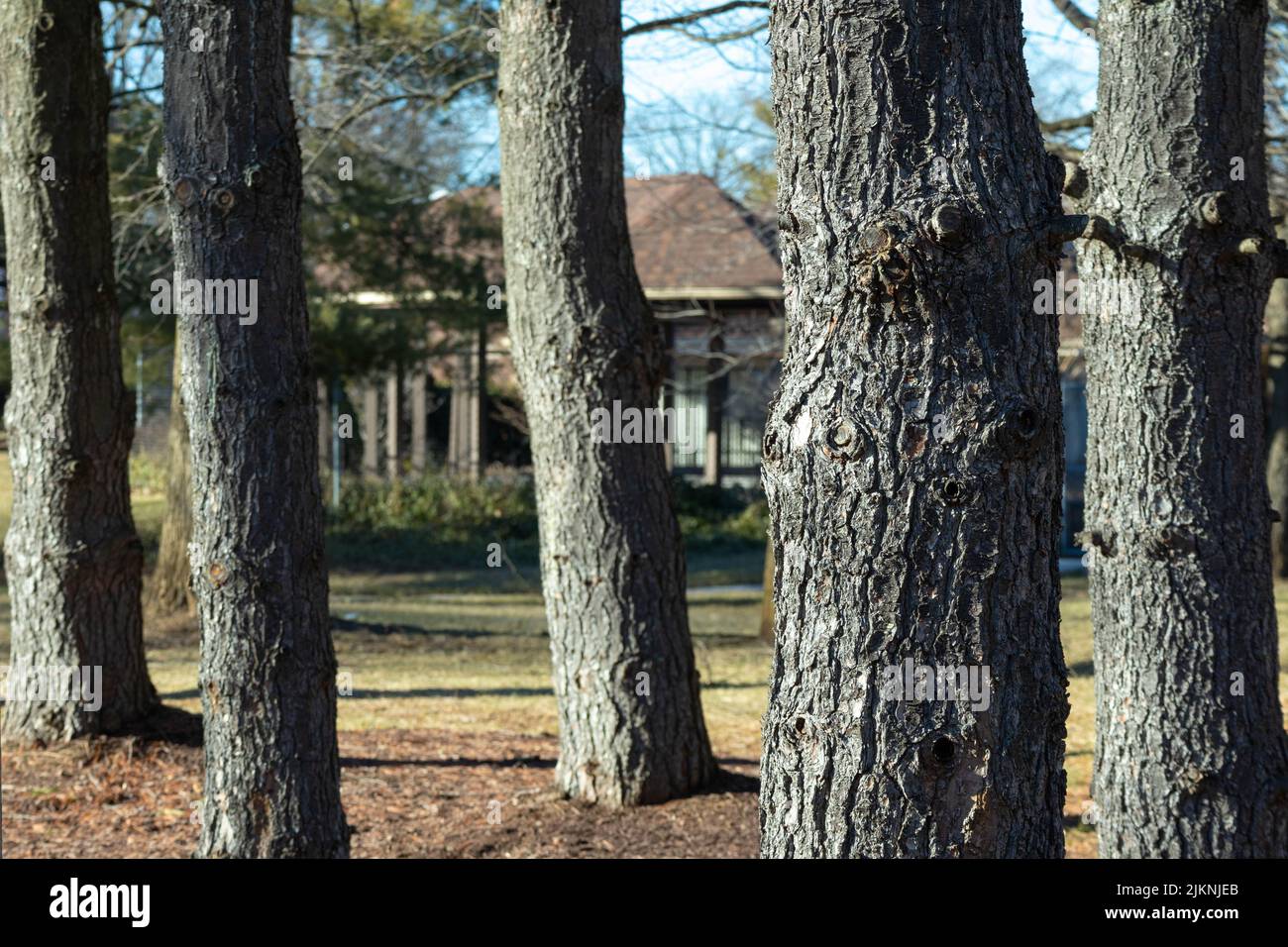 Beautiful shot trees trunks hi-res stock photography and images - Alamy