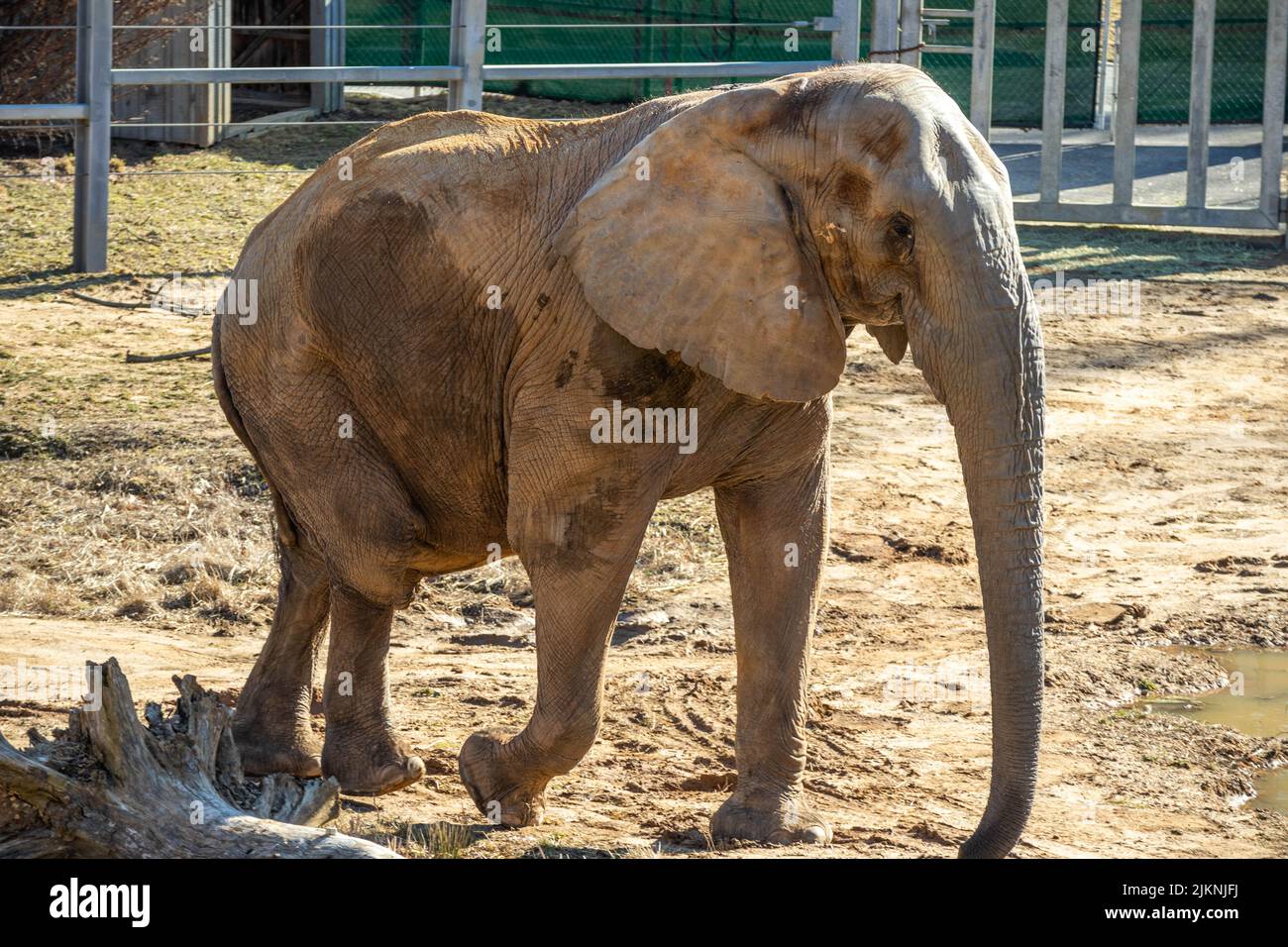 Old elephant hi-res stock photography and images - Alamy