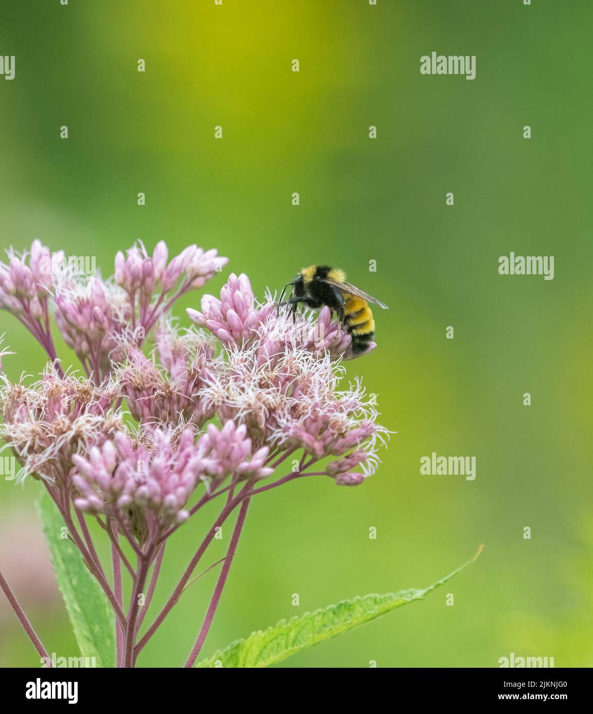 A Bumble bee foraging through a spotted joe-pye weed bloom Stock Photo ...