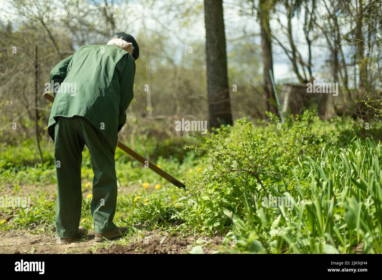 Grandpa with rake. Old man in garden. Pensioner works on land. Elderly ...