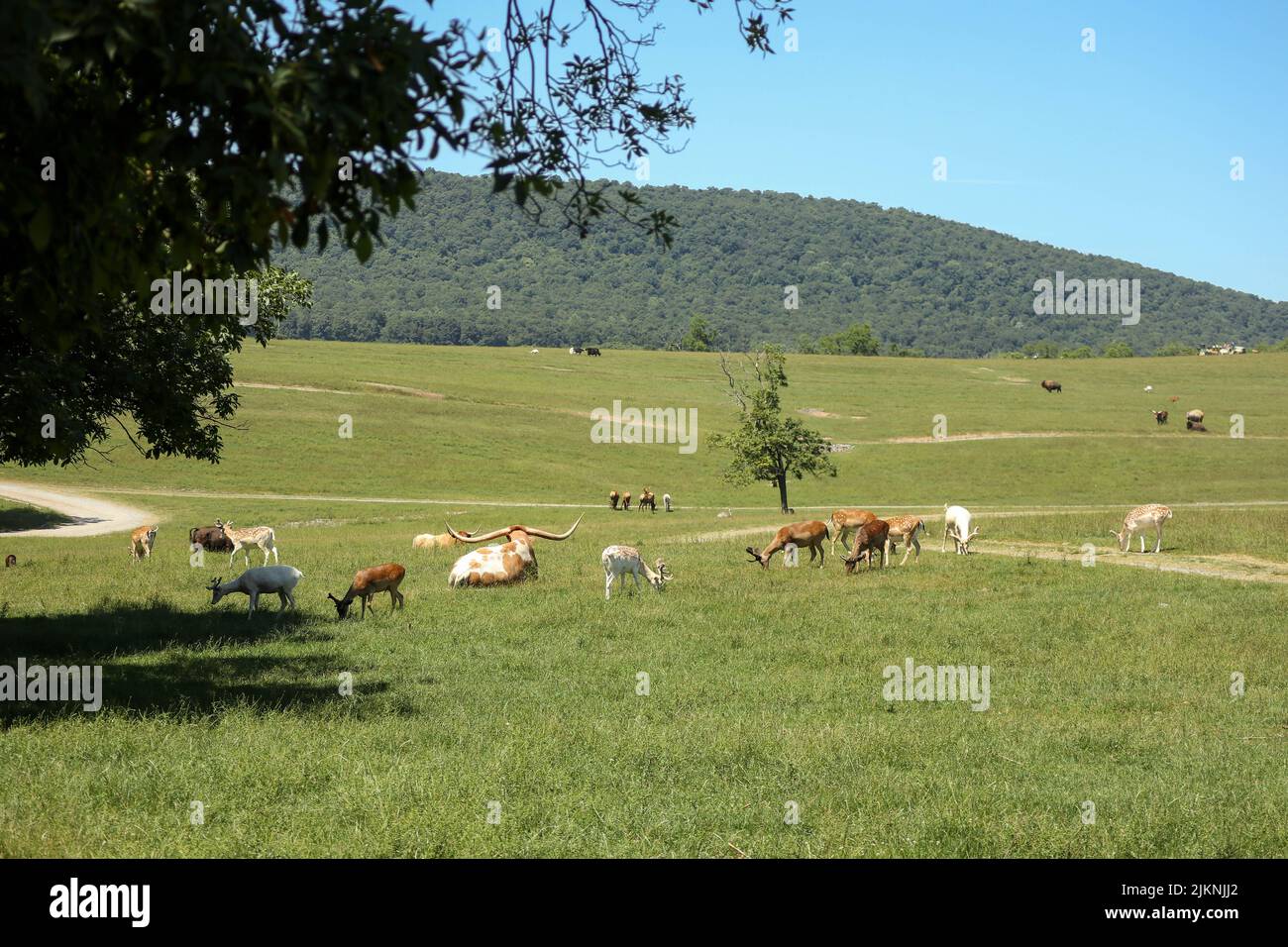 A view of a field which is presumably a safari park full of different ...