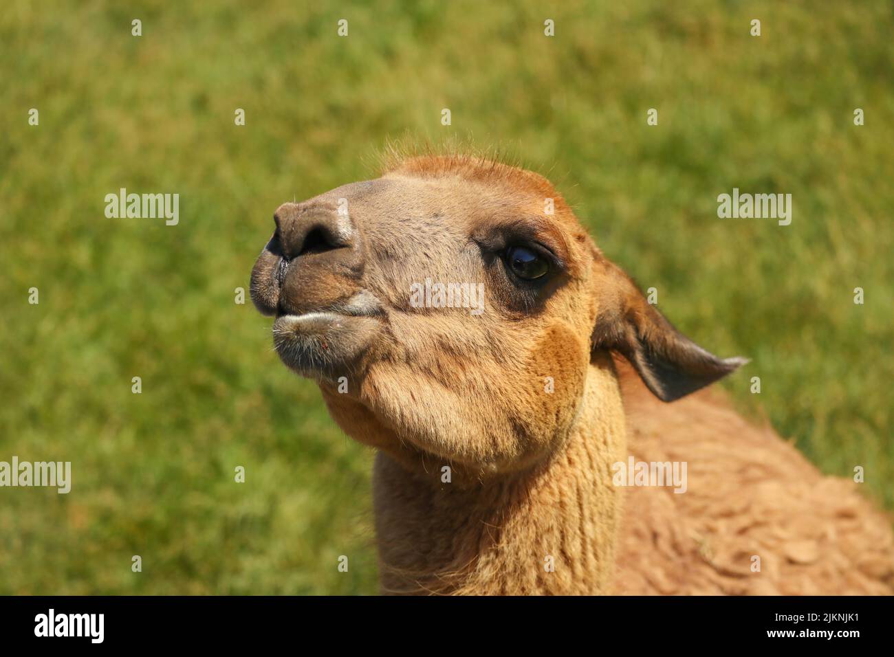 Cute wild animal face hi-res stock photography and images - Alamy