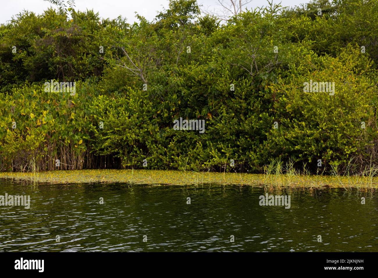Mangrove bank hi-res stock photography and images - Alamy