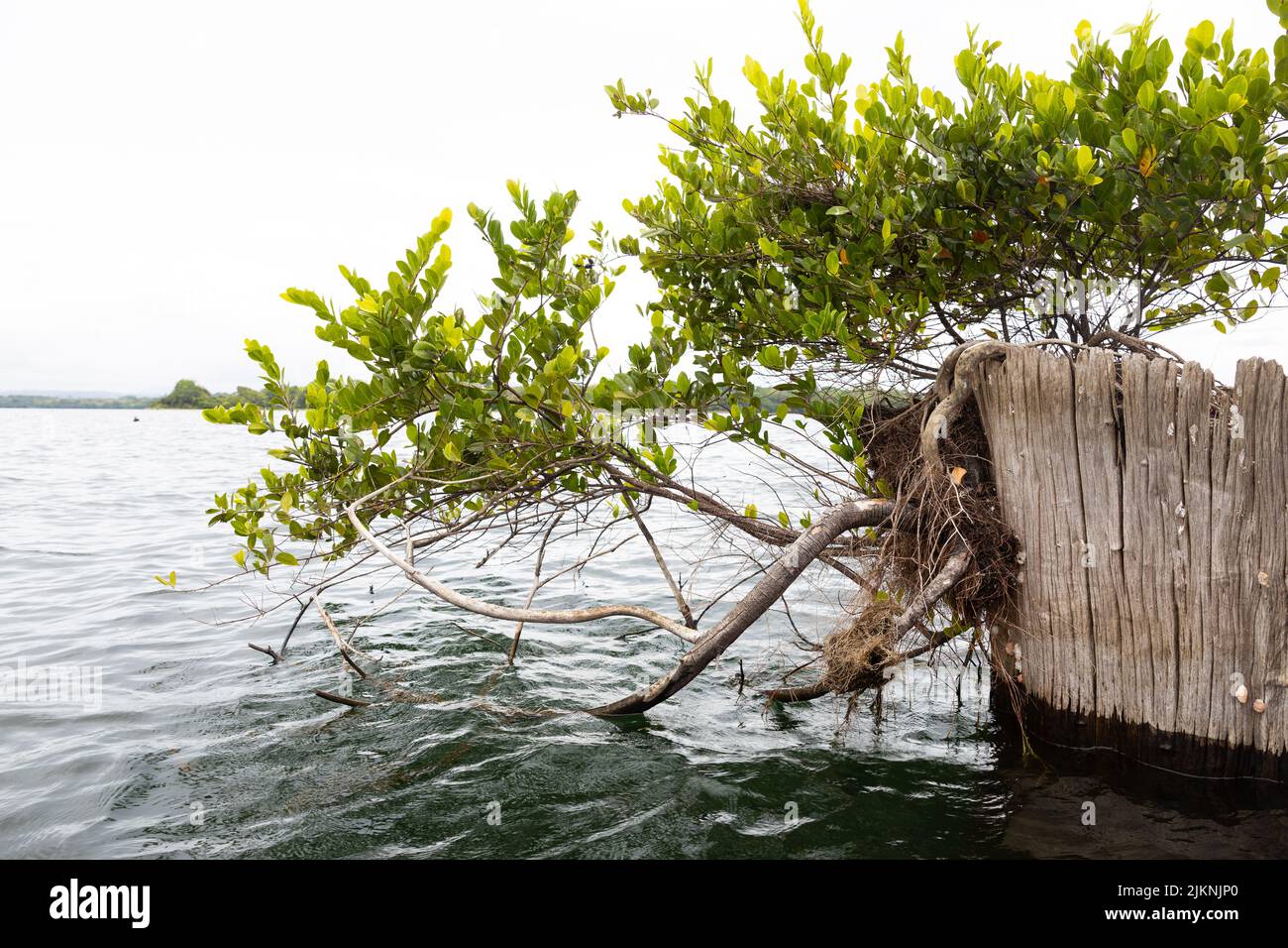 A closeup of a mangrove shrub in the water Stock Photo - Alamy