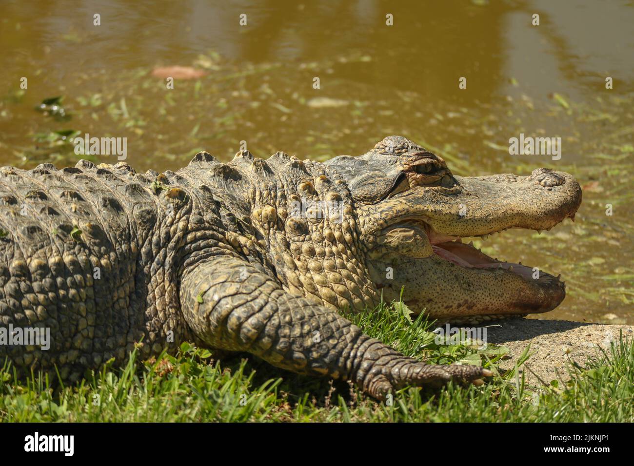 Crocodile animal laying hi-res stock photography and images - Alamy