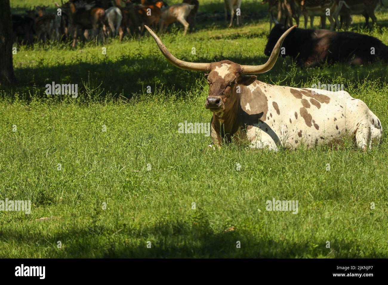 A closeup of a Texas Longhorn sitting on the grass in a zoo or safari ...