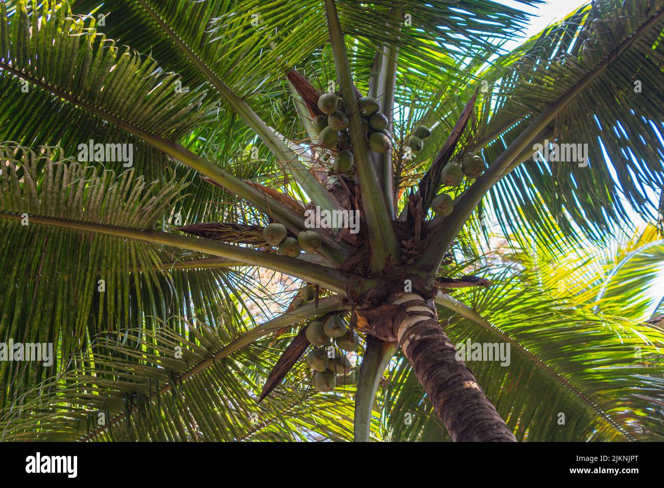 Cocont hi-res stock photography and images - Alamy