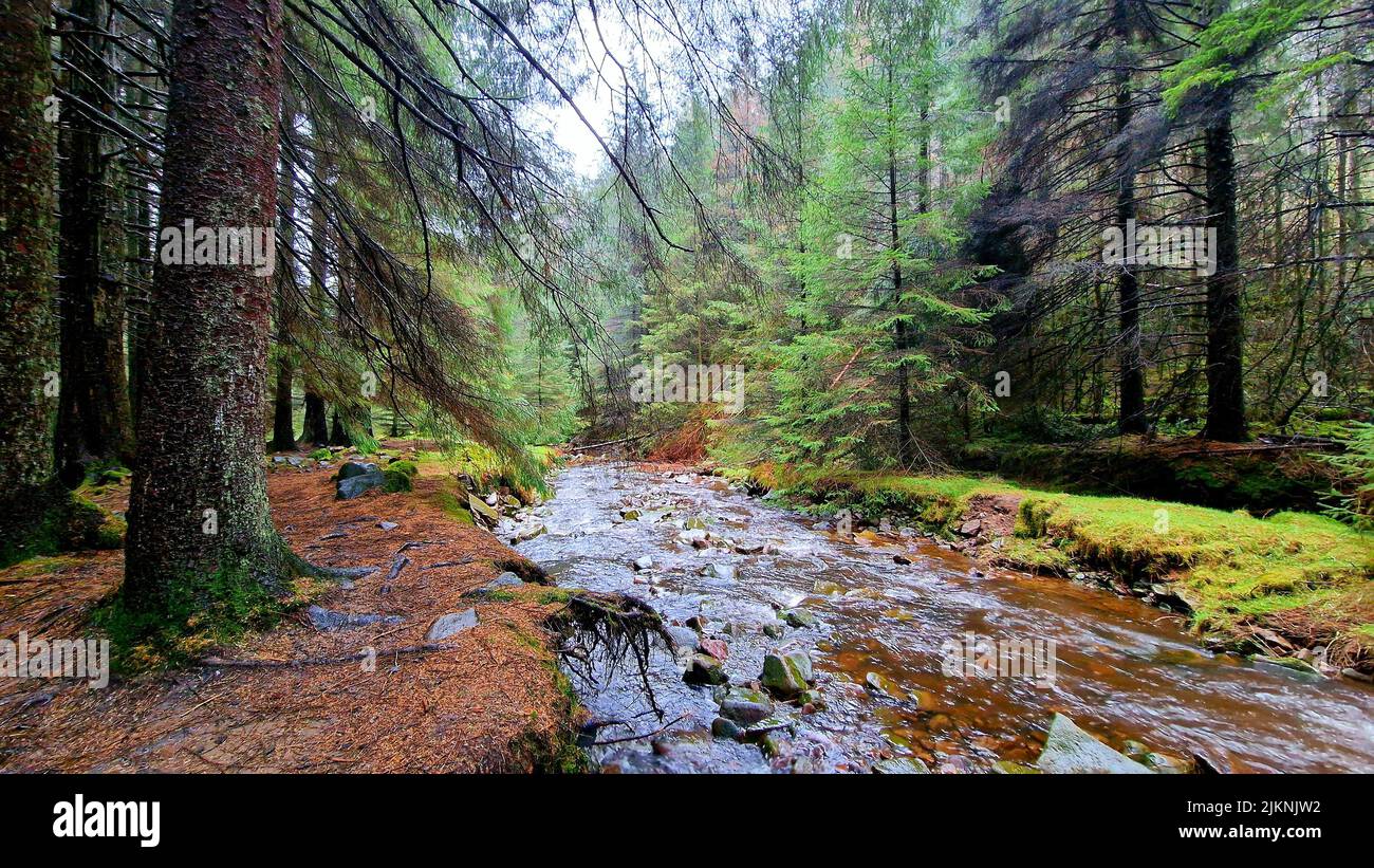 A beautiful view of a river flows over rocks through the forest Stock ...