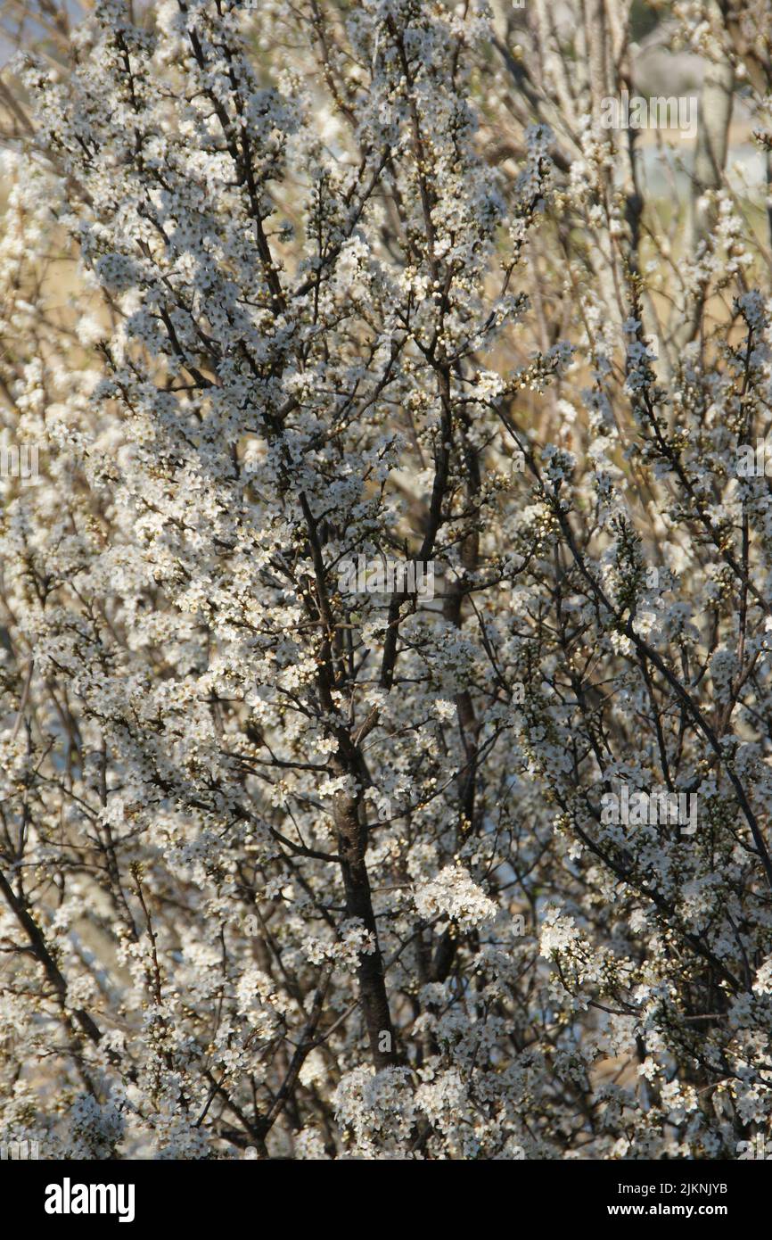 Blackthorn prunus spinosa species hi-res stock photography and images ...