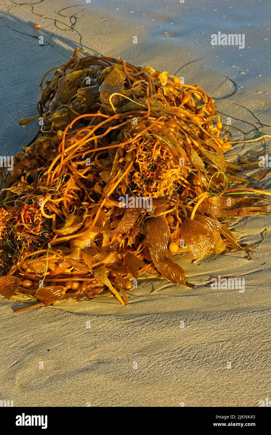 Seaweed on beach california hi-res stock photography and images - Alamy