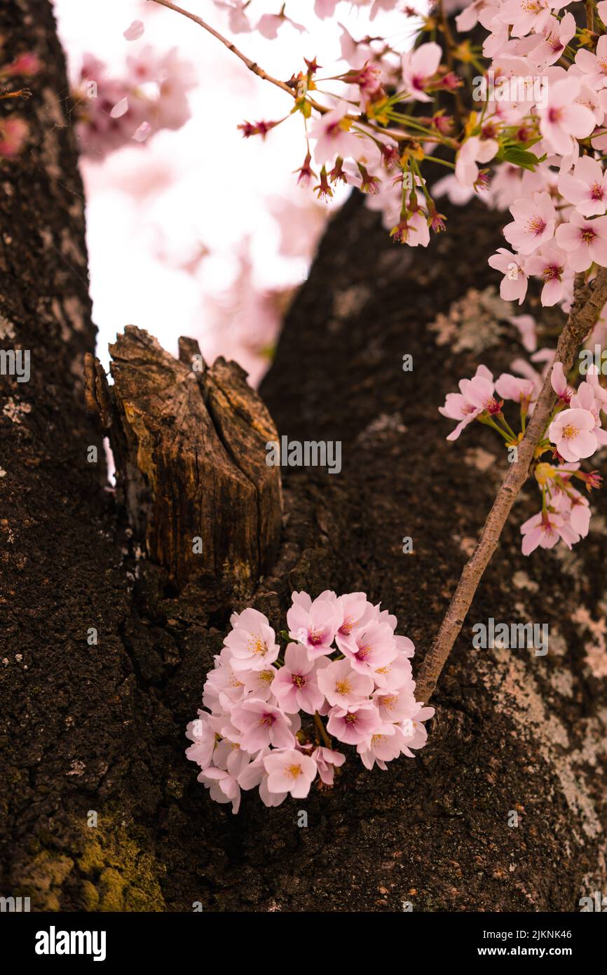 A beautiful shot of cherry blossom on a tree trunk Stock Photo - Alamy