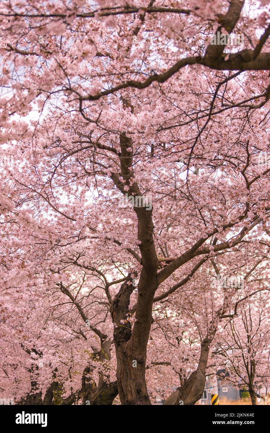 A beautiful shot of a cherry blossom Stock Photo - Alamy