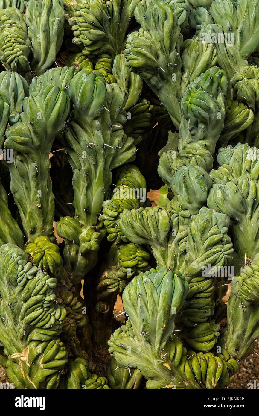 A cluster of green cactus showing their convoluted shape Stock Photo ...