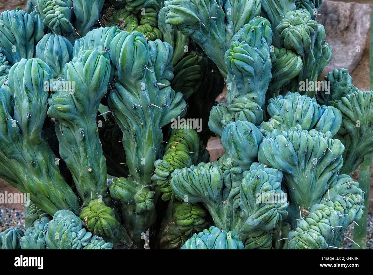 A cluster of green cactus showing their convoluted shape Stock Photo ...