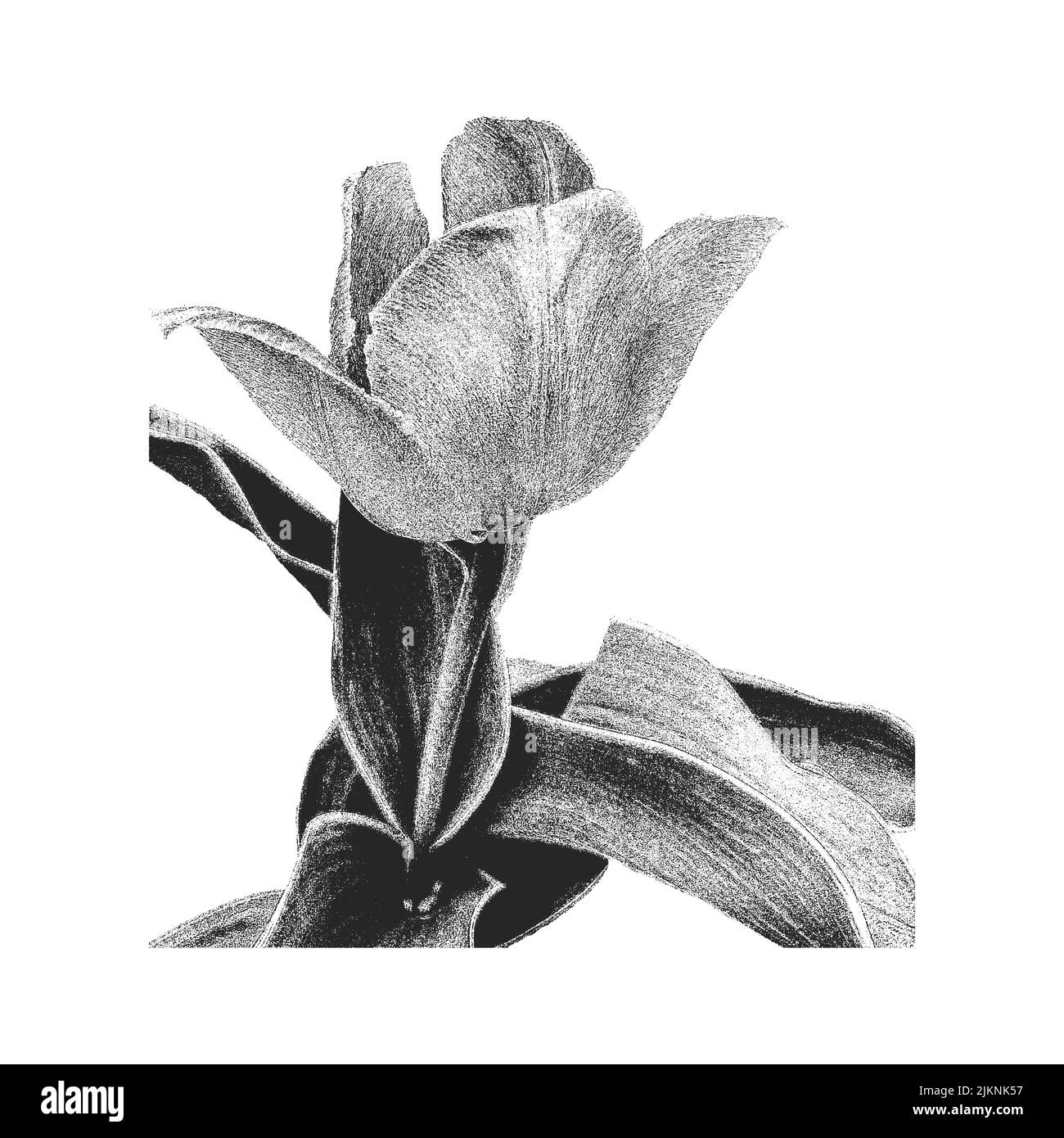 Hand draw tulip flower in retro style. Distress vector illustration ...