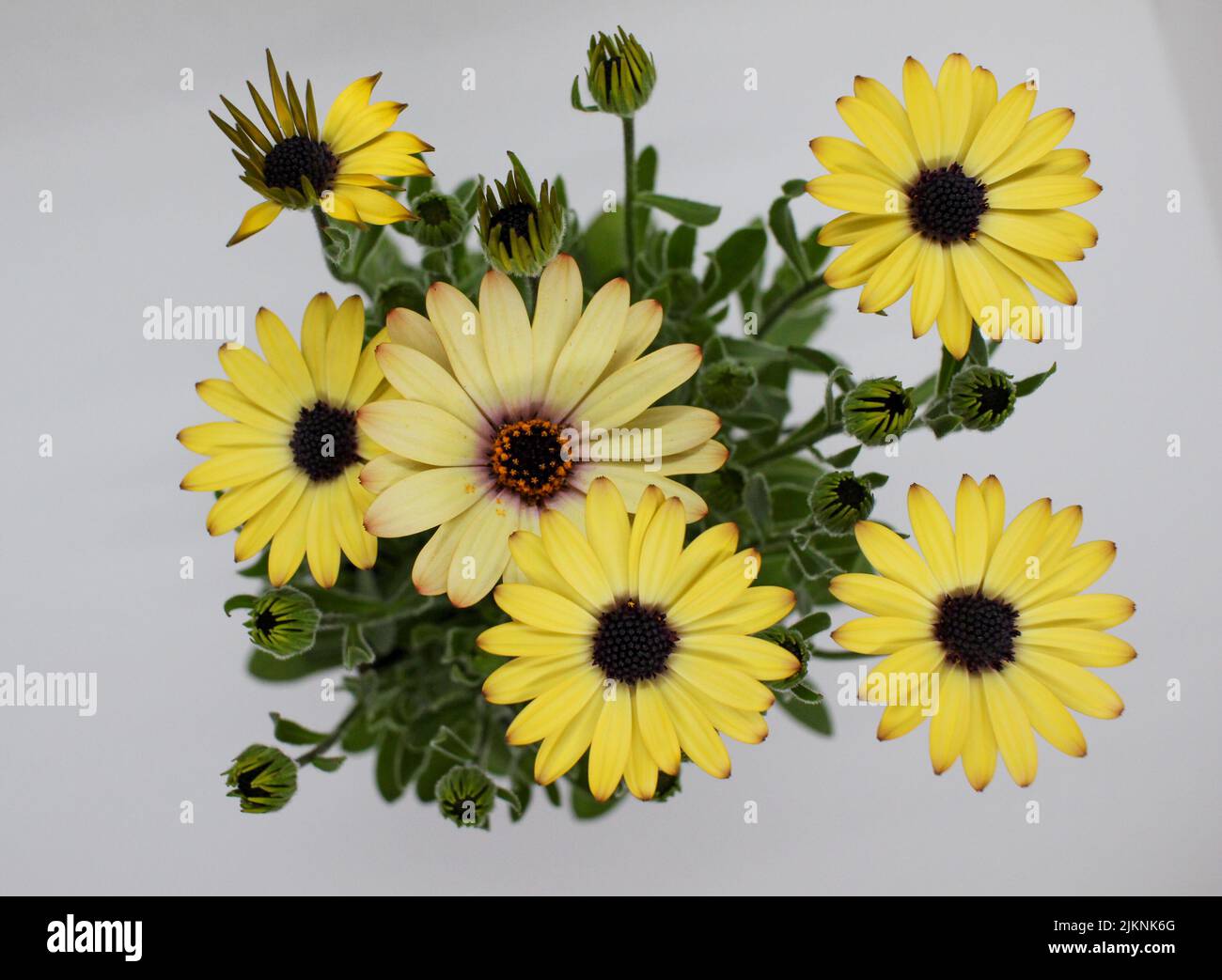 a plant of the sunflower family in Africa and AustraliaDemoru is also ...