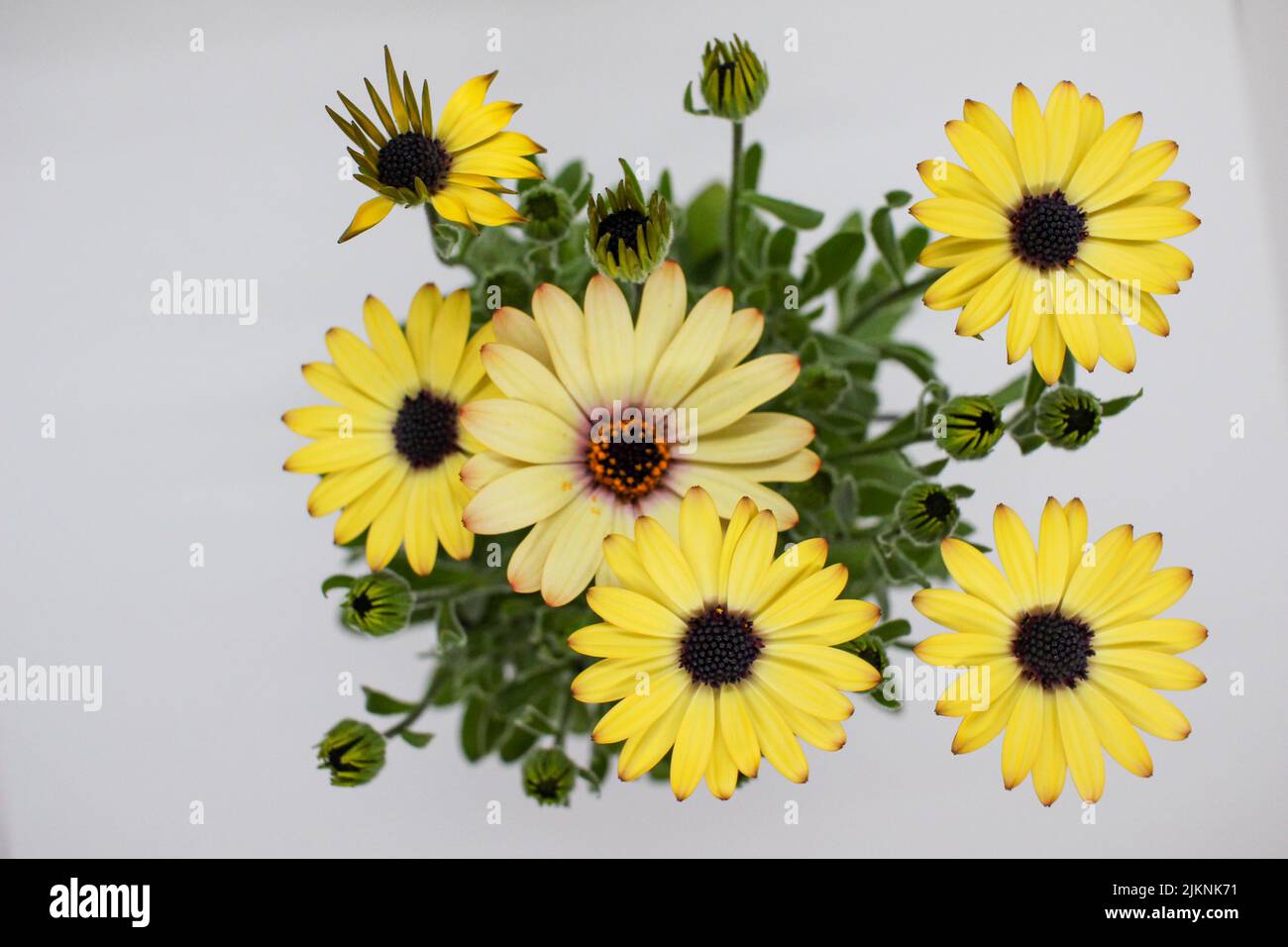 a plant of the sunflower family in Africa and AustraliaDemoru is also ...