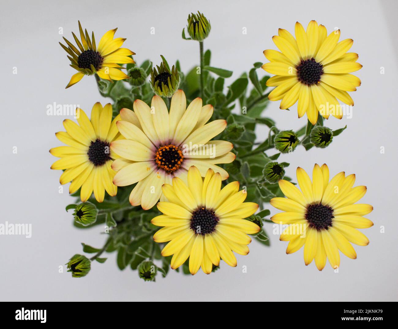 a plant of the sunflower family in Africa and AustraliaDemoru is also ...