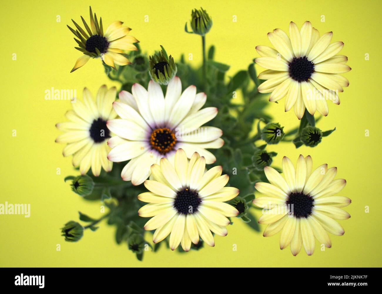 a plant of the sunflower family in Africa and AustraliaDemoru is also ...