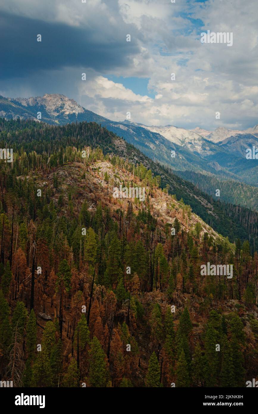 Burnt trees sequoia national park hi-res stock photography and images ...