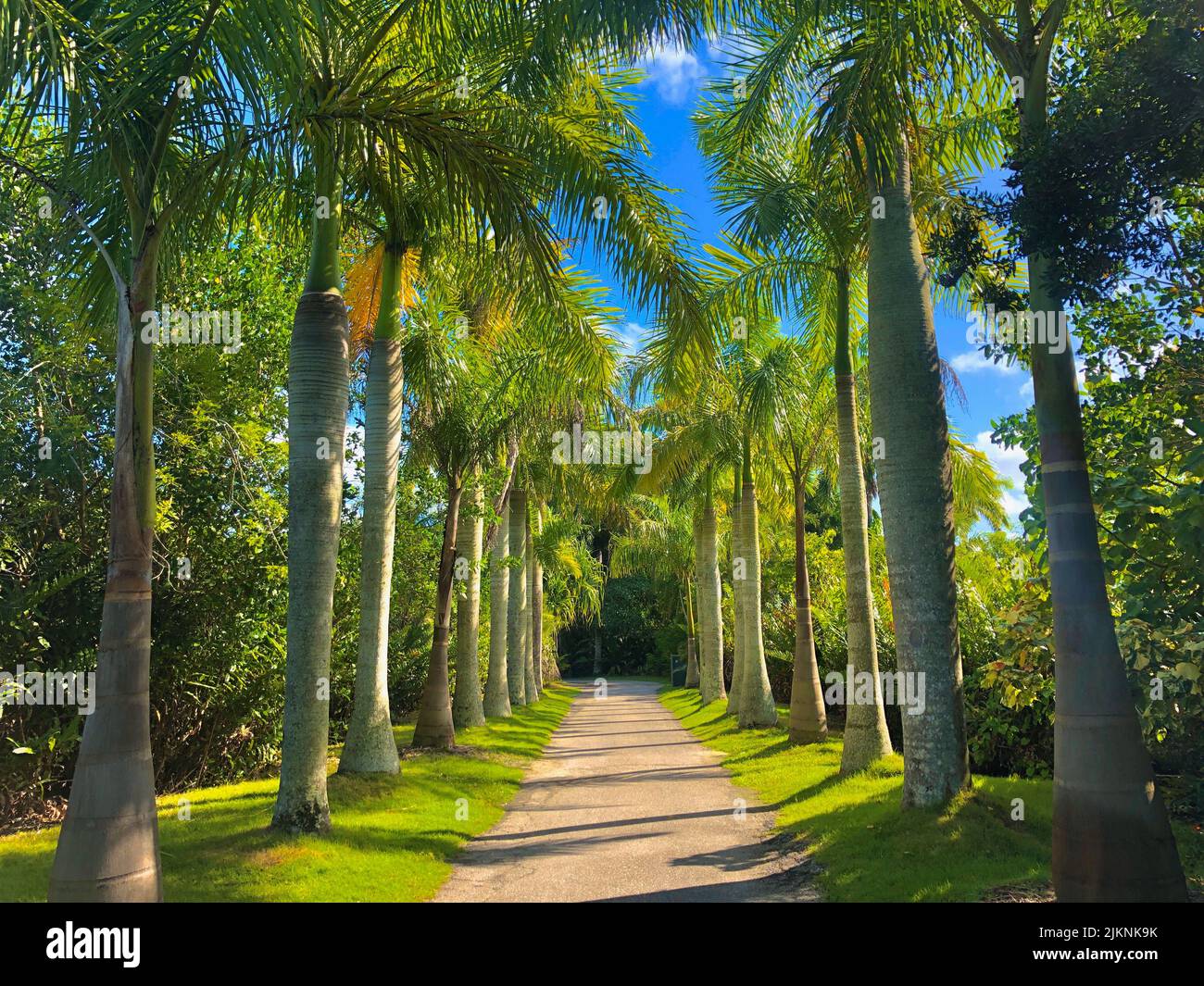 A pathway surrounded by tropical trees in a park Stock Photo - Alamy