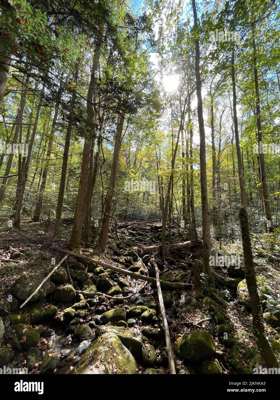 Forest in daylight hi-res stock photography and images - Alamy