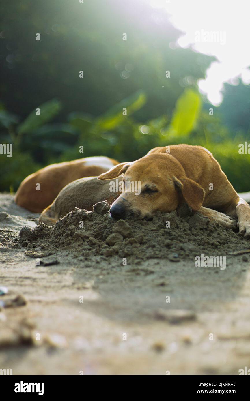 A vertical shot of brown homeless dog sleeping on muddy ground Stock ...
