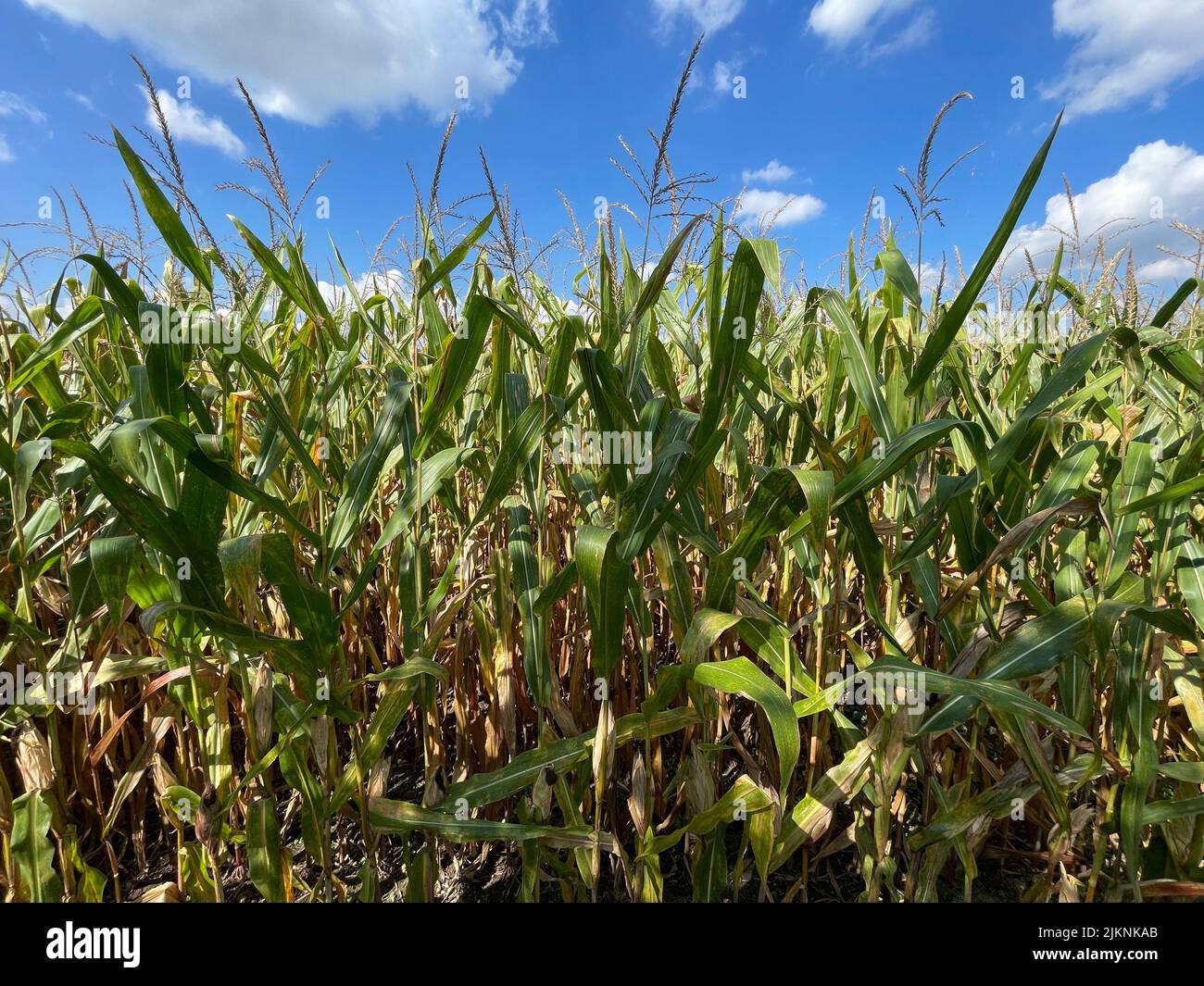 A corn field in the sun Stock Photo - Alamy