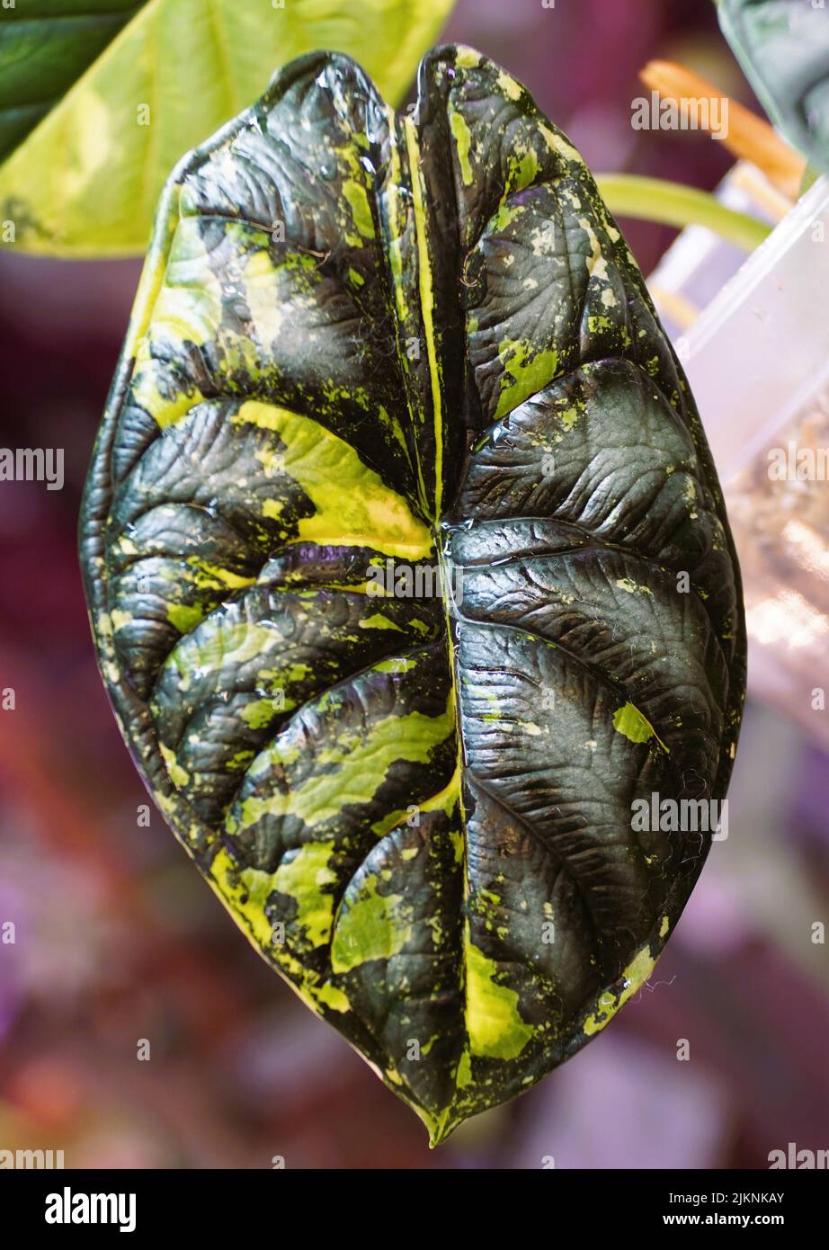 Beautiful dark green and yellow marbled leaf of Alocasia Dragon Scale ...
