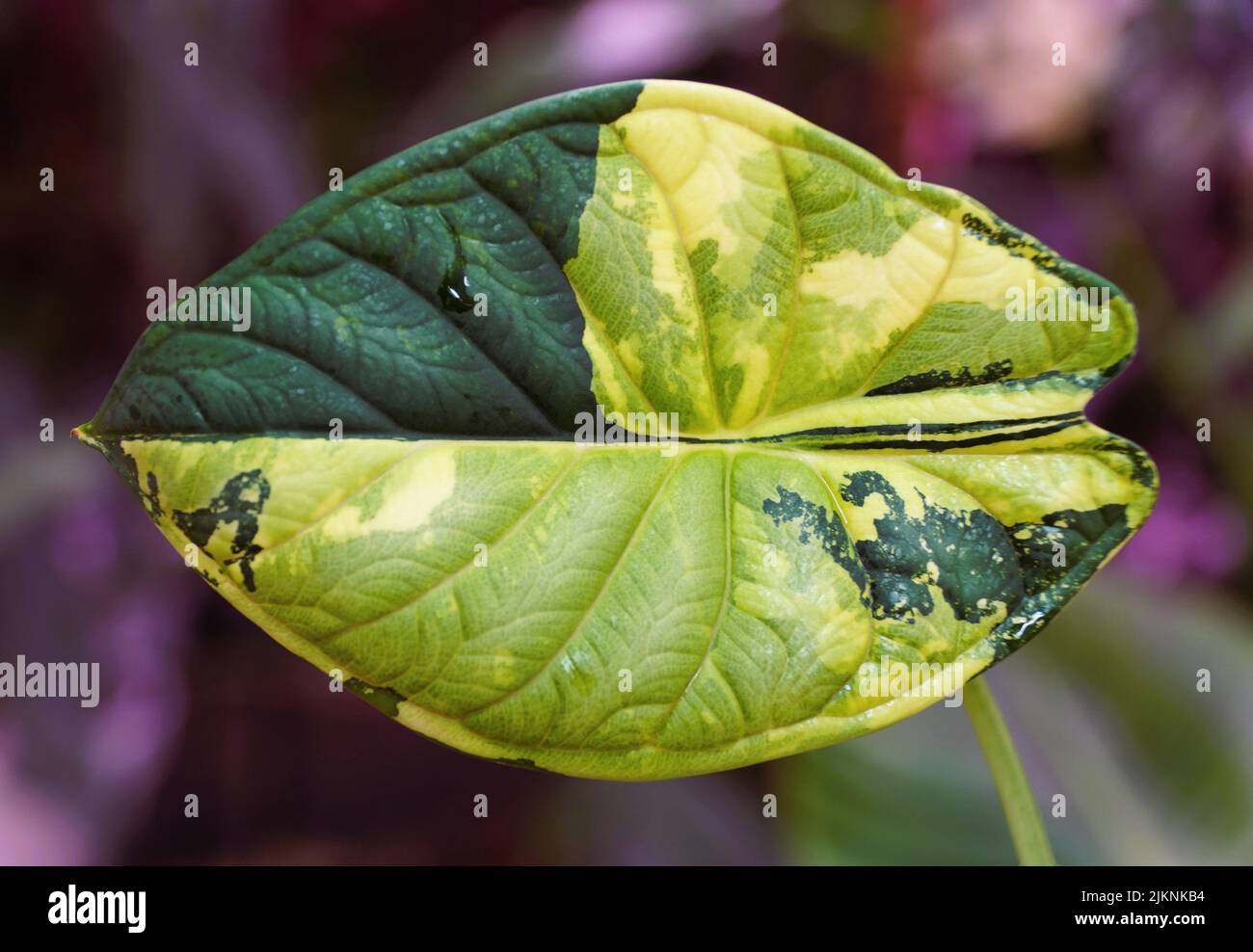 Stunning yellow and green marbled leaf of Alocasia Dragon Scale ...