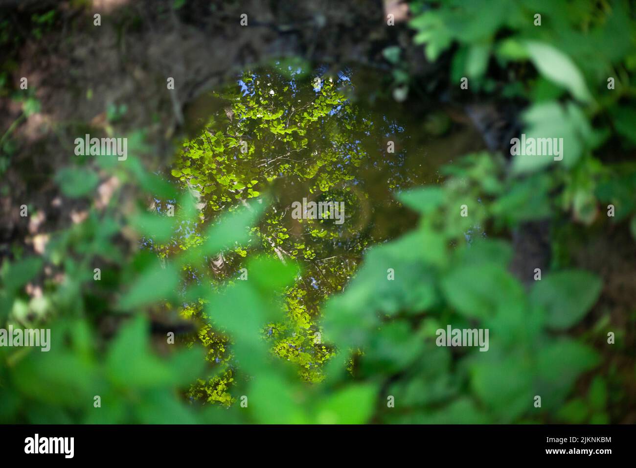 Reflection in puddle in forest. Object at bottom of puddle. Rounded ...