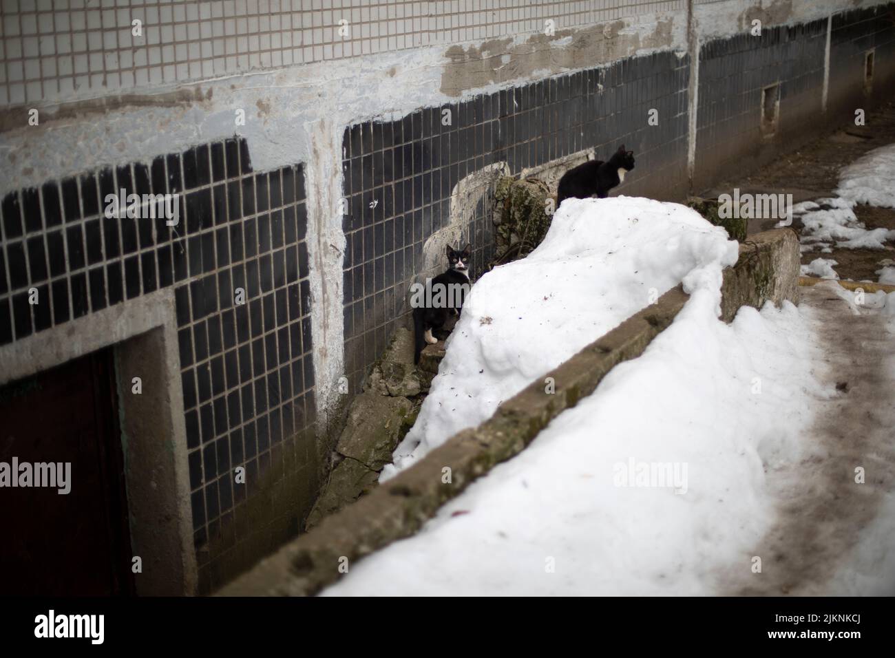 Cats run along wall. Stray animals on street. Black cats Stock Photo ...