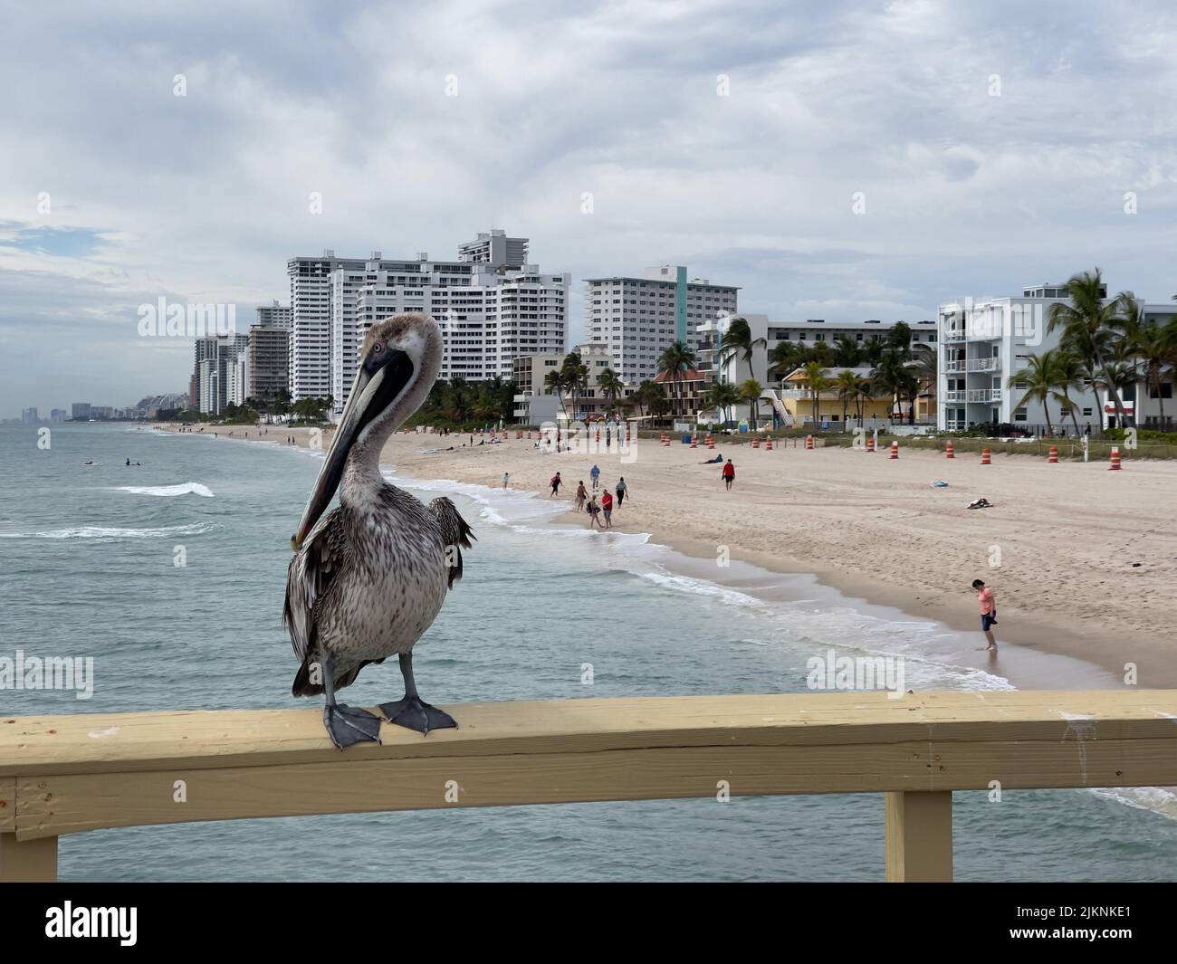 A large pelican bird sitting on a pier at Fort Lauderdale Beach Florida ...