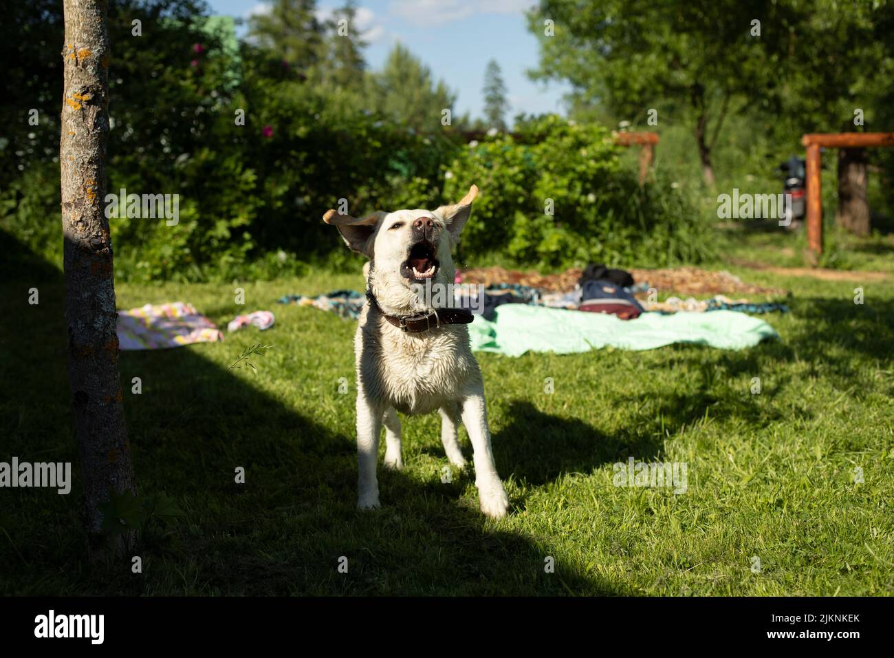White Labrador in summer. Pet on walk. Animal on hot day Stock Photo ...