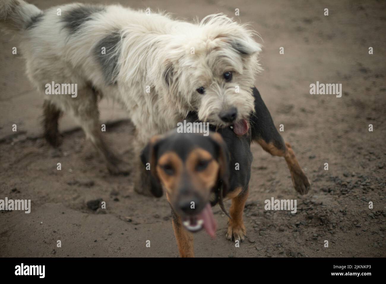 Dogs fight. Animal fighting. Pet bite. Fight of beasts. Aggression in ...