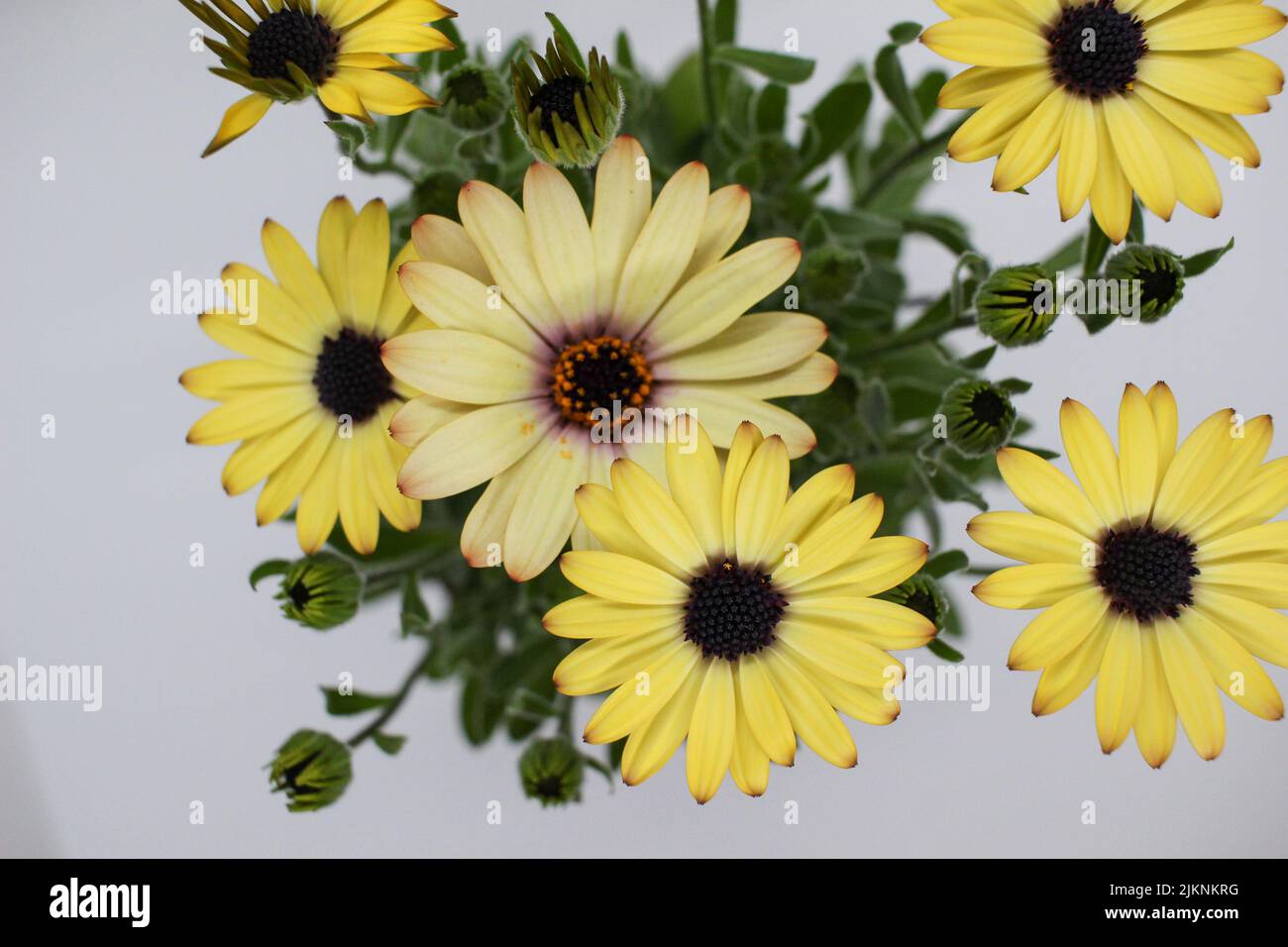 a plant of the sunflower family in Africa and AustraliaDemoru is also ...