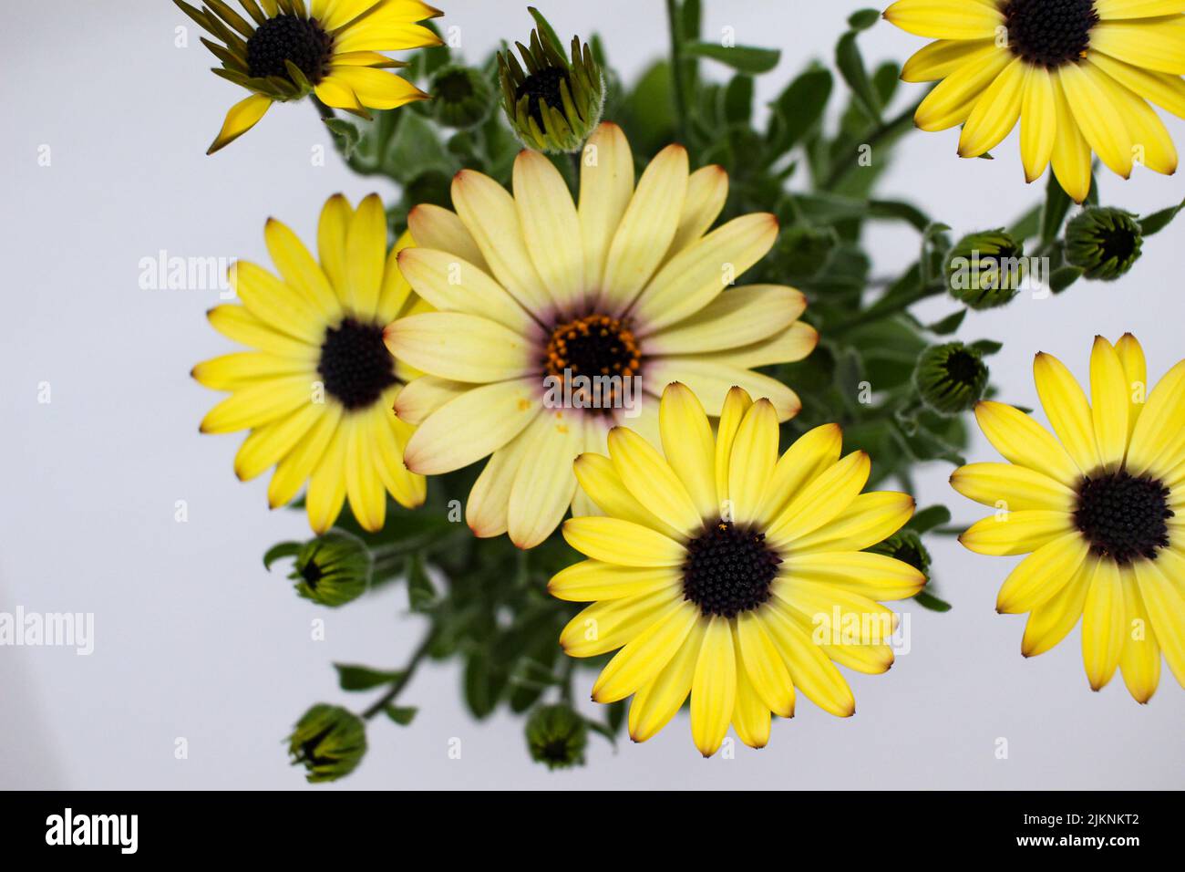 a plant of the sunflower family in Africa and AustraliaDemoru is also ...