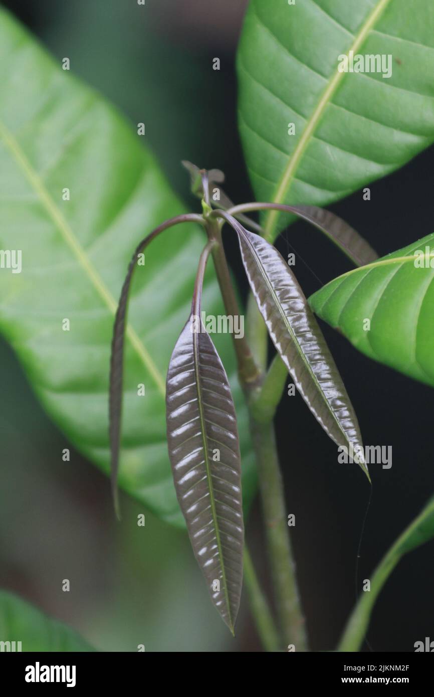 Young mango leaves hi-res stock photography and images - Alamy