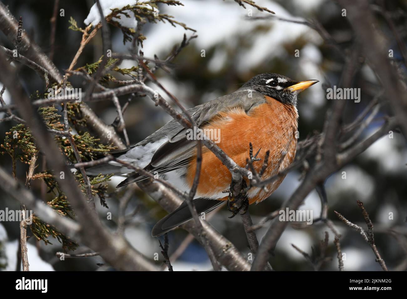 Bird sitting on the tree hi-res stock photography and images - Alamy