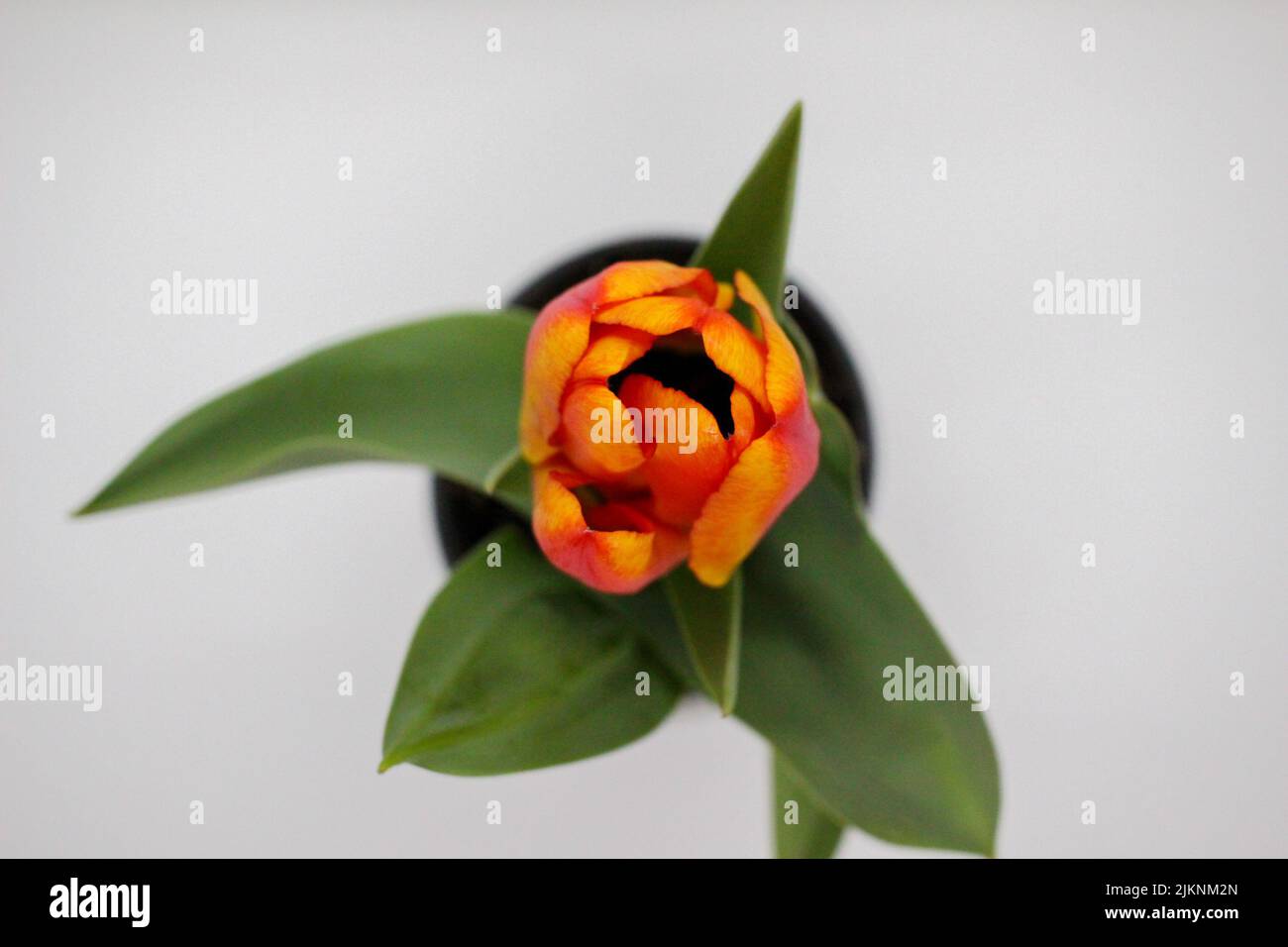 The representative spring flower, Dutch pink tulip Stock Photo - Alamy