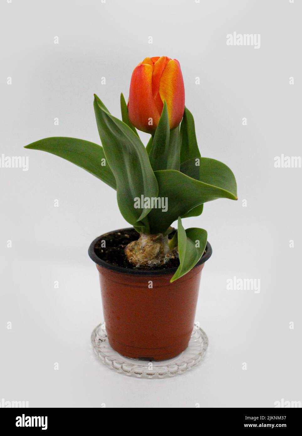 The representative spring flower, Dutch pink tulip Stock Photo - Alamy
