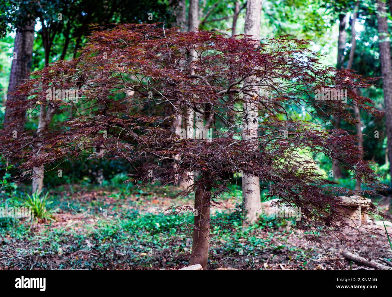 Plant red small hi-res stock photography and images - Alamy