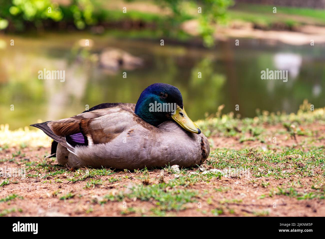 Riverside habitat hi-res stock photography and images - Alamy