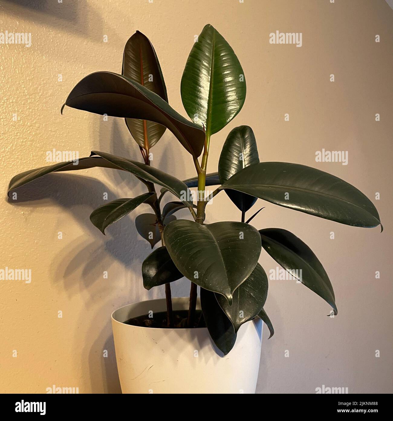 A closeup view of green Ficus elastica Burgundy (Rubber Plant Stock ...