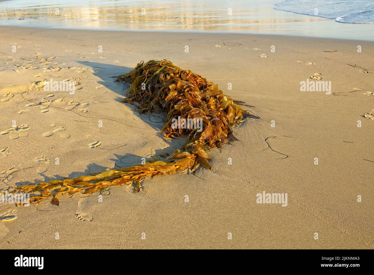 Seaweed on the Laguna Beach of southern California Stock Photo - Alamy