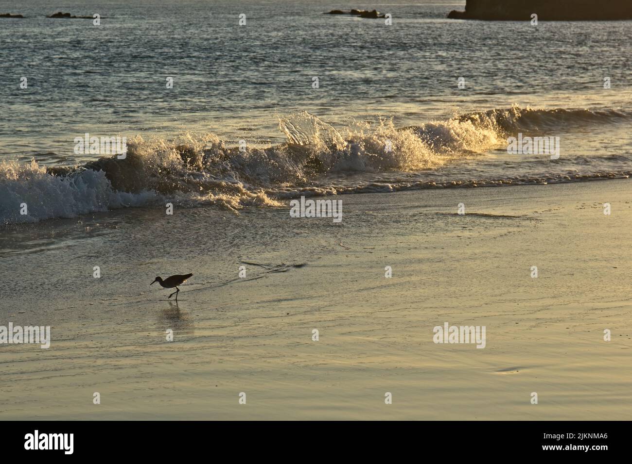 Shore bird feeding in the surf at southern California Stock Photo - Alamy